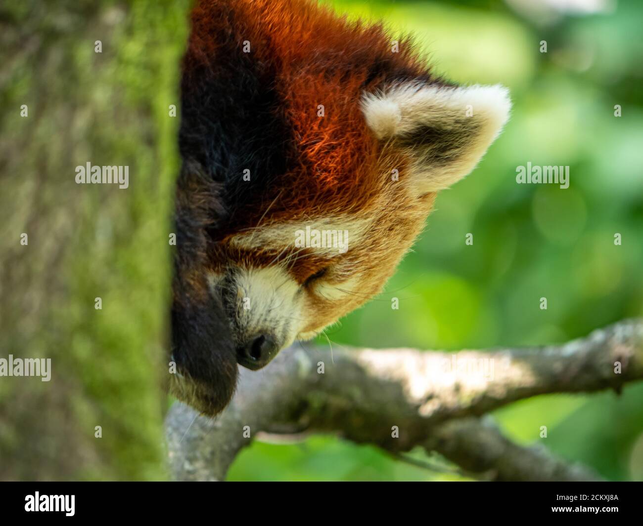 Small panda hi-res stock photography and images - Alamy