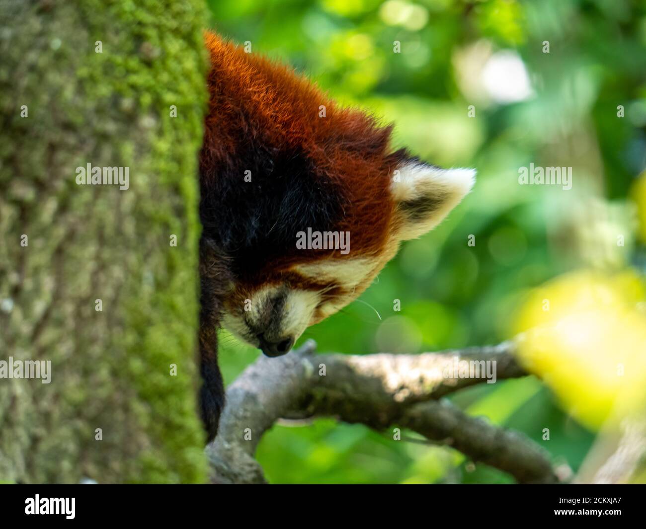 Panda Small High Resolution Stock Photography and Images - Alamy