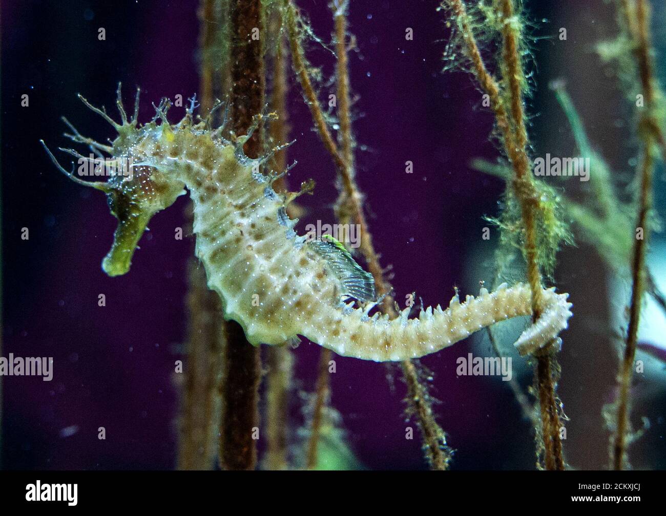 Short snouted seahorse hi-res stock photography and images - Alamy