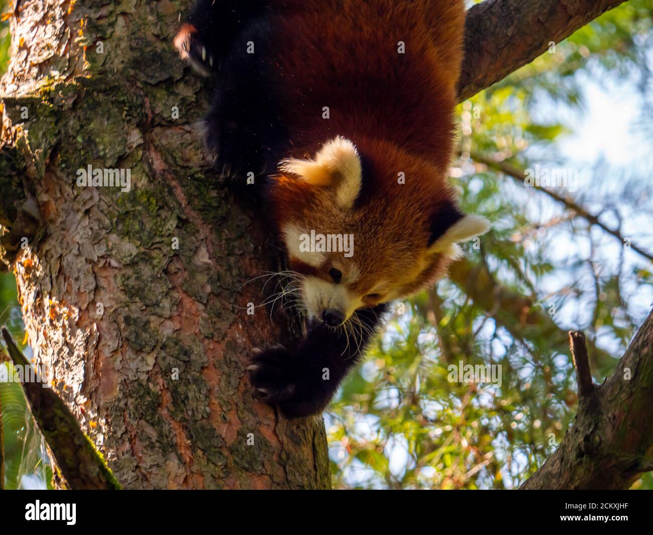 Small panda hi-res stock photography and images - Alamy