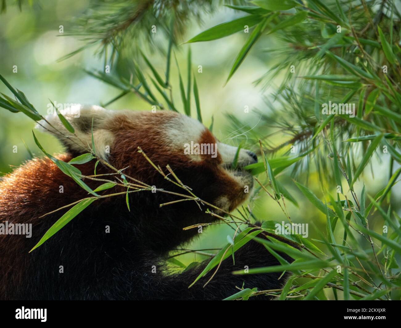 Small Panda at Zoo-Zürich Stock Photo - Alamy