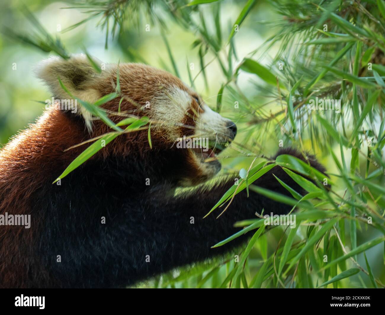 Small Panda at Zoo-Zürich Stock Photo - Alamy
