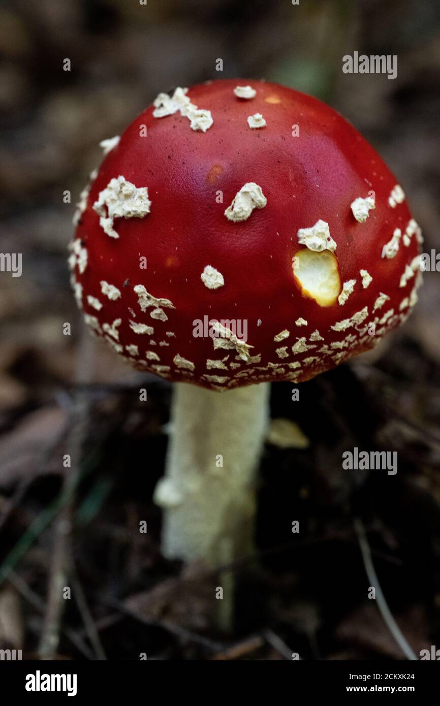 Red fungi with white spots hi-res stock photography and images - Alamy