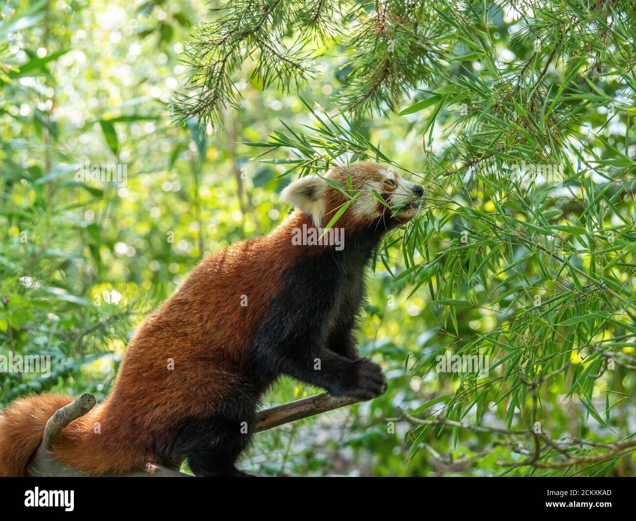 Small Panda at Zoo-Zürich Stock Photo - Alamy