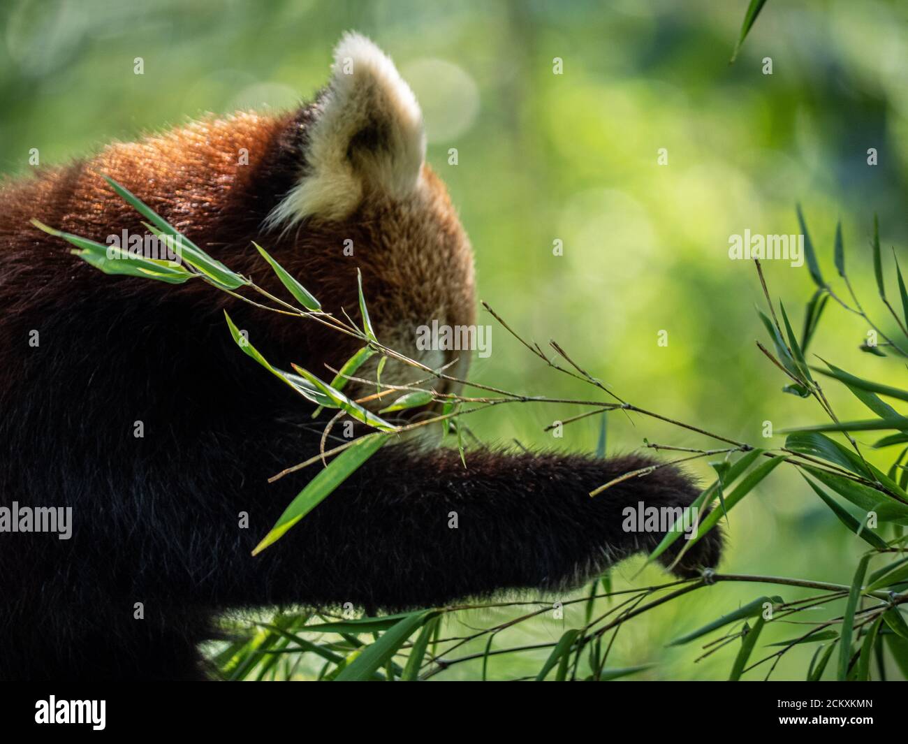 Small Panda at Zoo-Zürich Stock Photo - Alamy