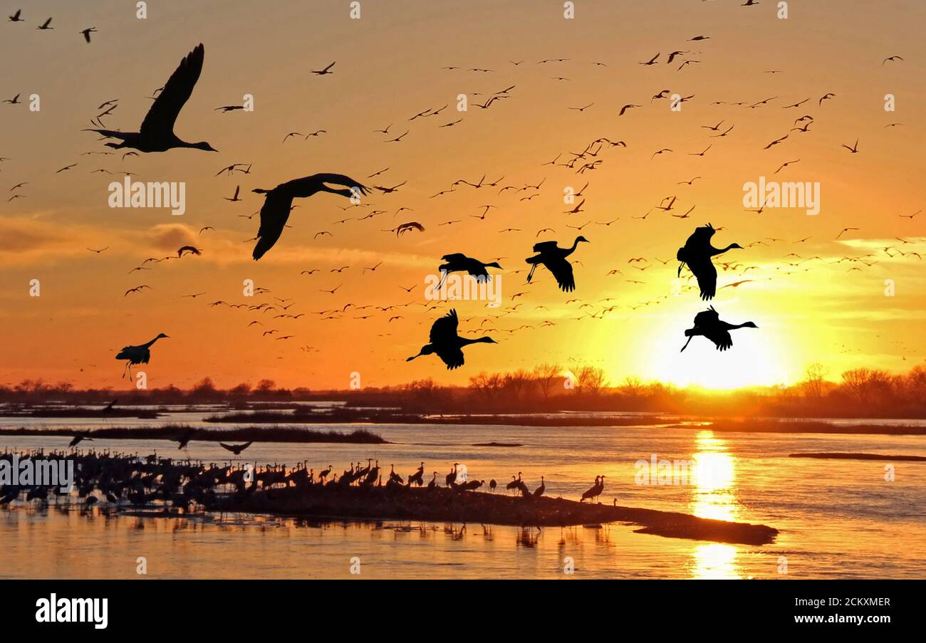 Sandhill cranes migrating through Nebraska, USA along the Platte River ...