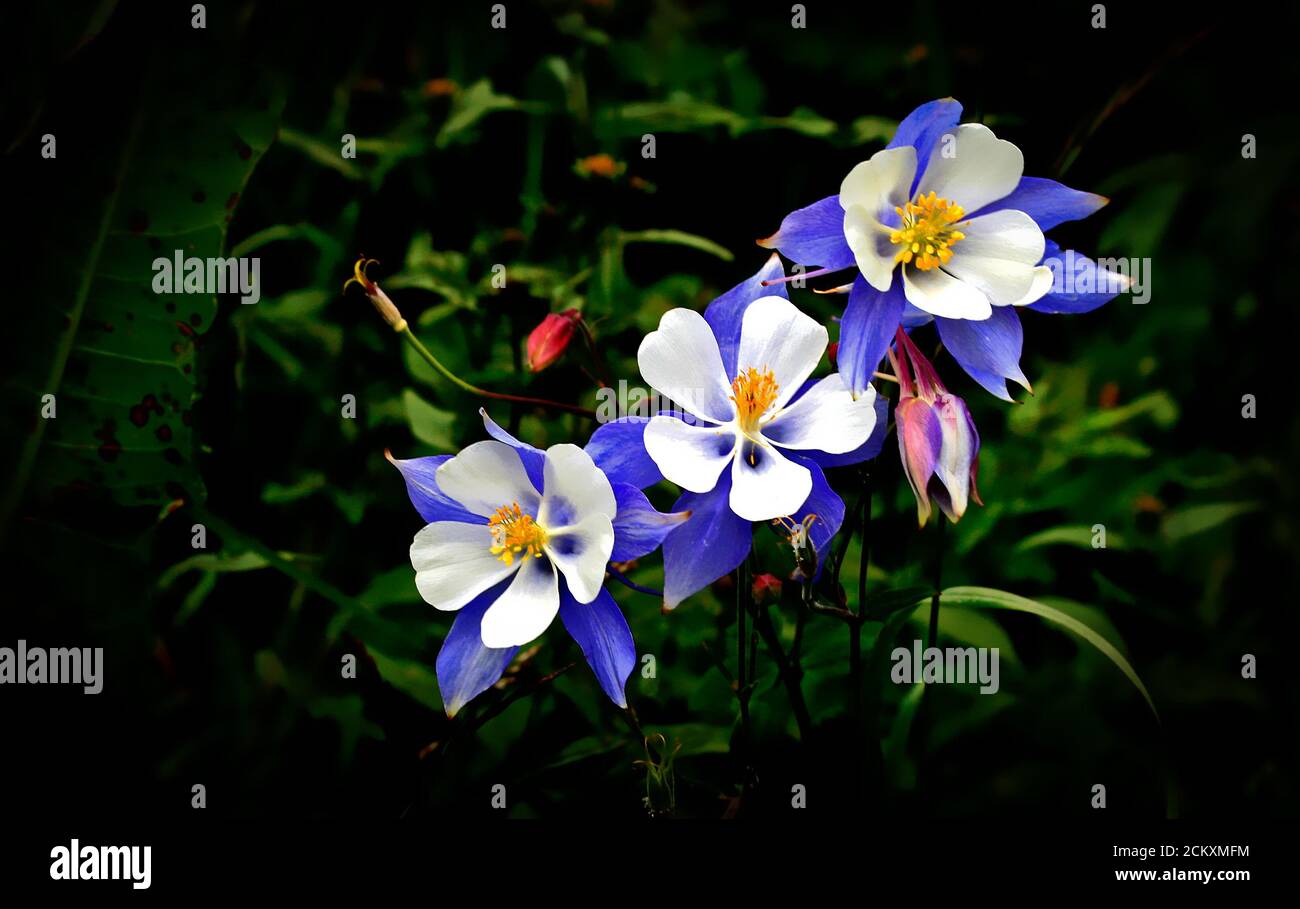 Blue columbine wildflowers are the state flower of Colorado, USA Stock ...