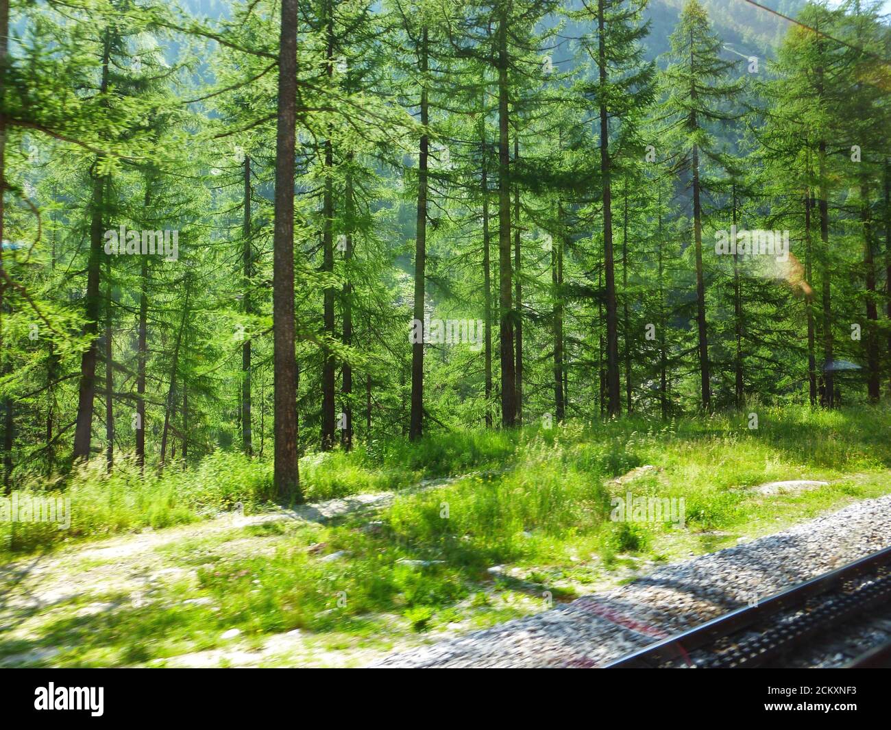 Line evergreen trees in hi-res stock photography and images - Alamy