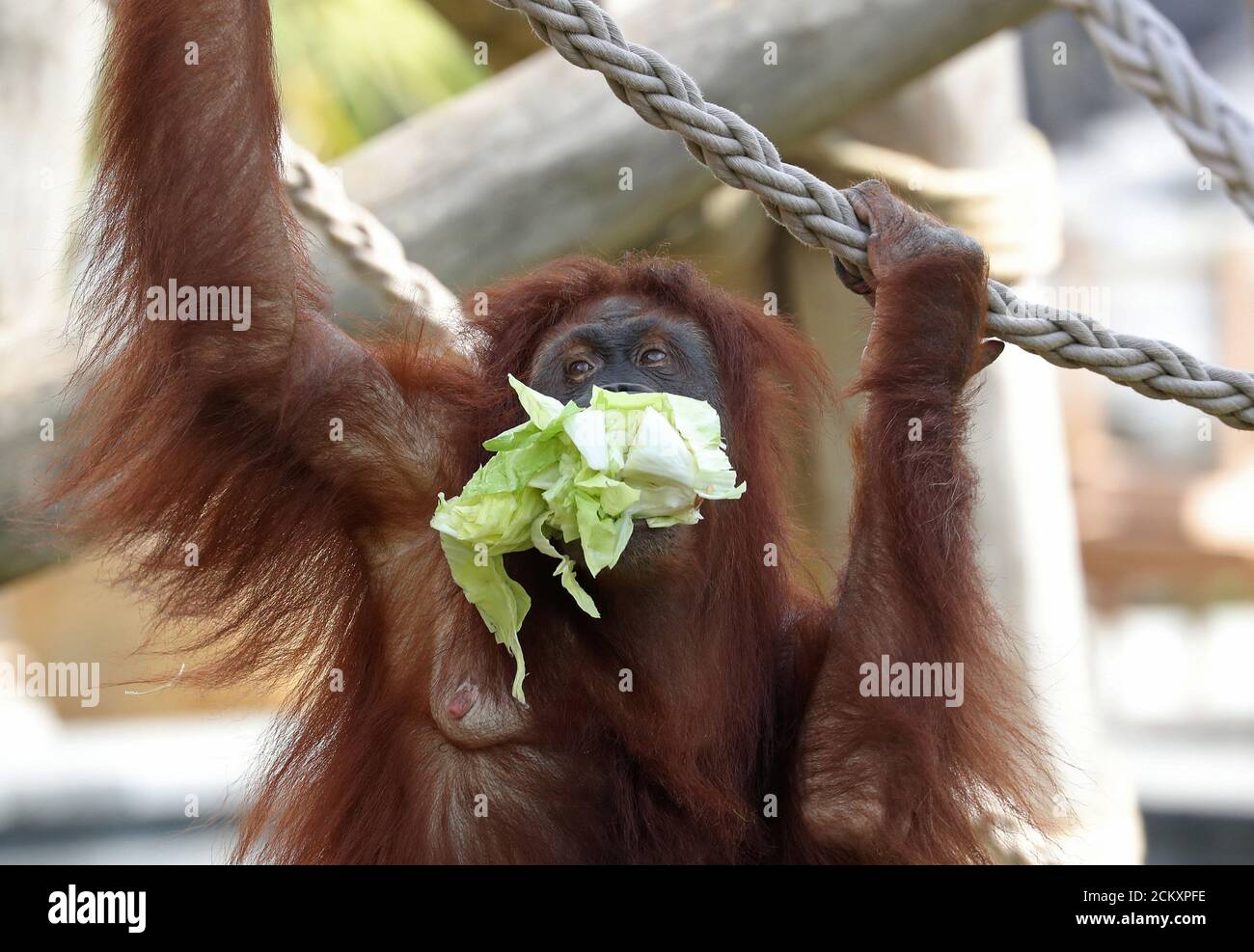Herman park zoo hi-res stock photography and images - Alamy