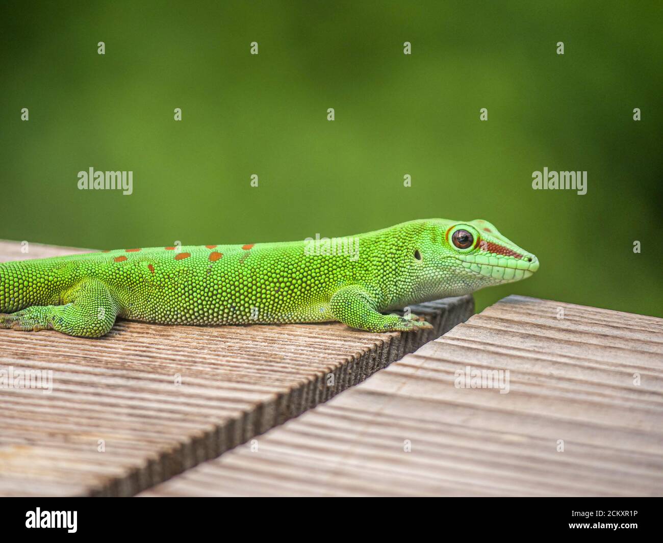 Gecko at Masoala Rainforest Zoo Zürich Stock Photo - Alamy