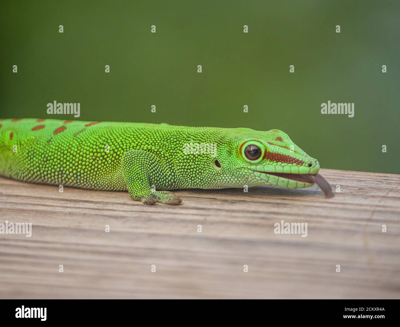 tropical background with leaf and gecko or lizard animal Stock Photo ...