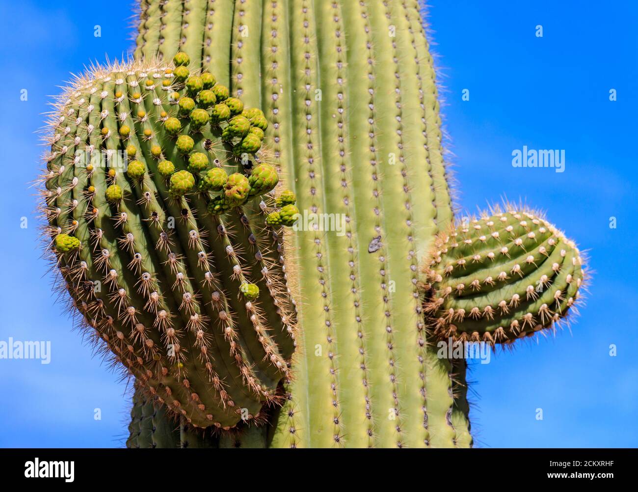 Whipple tree hi-res stock photography and images - Alamy