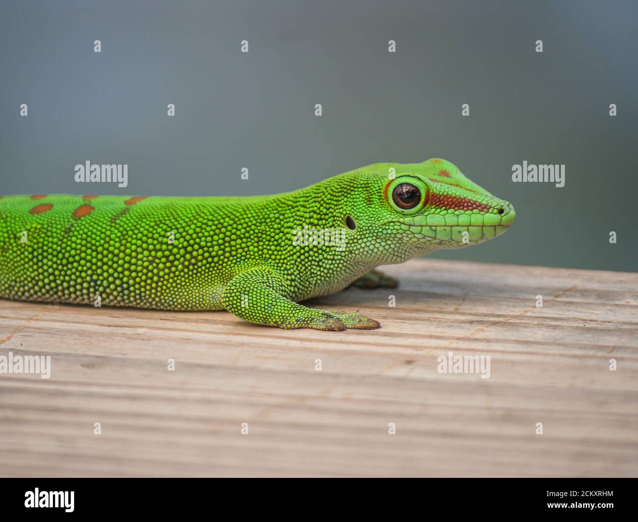 Gecko at Masoala Rainforest Zoo Zürich Stock Photo - Alamy