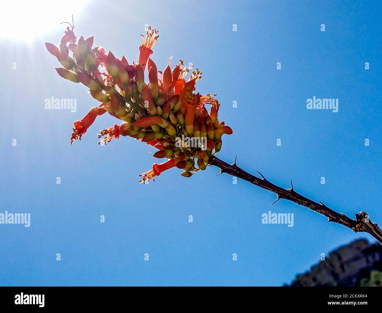 Ocotillo bloom with sun shining behind it. Fouquieria splendens ...