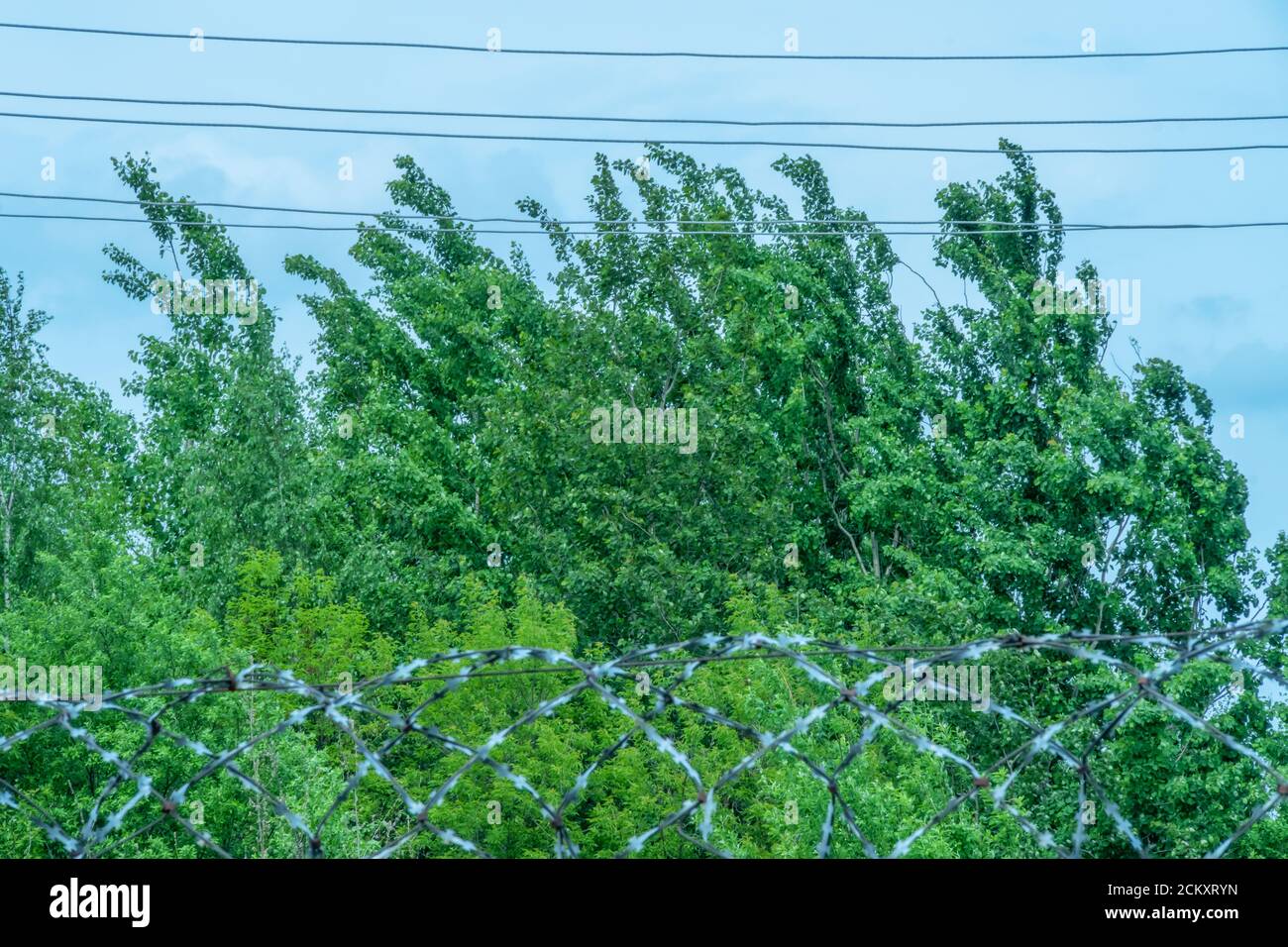 steel barbed wire against a blue sky and green tree branches Stock ...