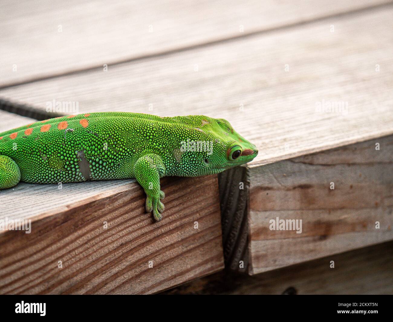 Gecko at Masoala Rainforest Zoo Zürich Stock Photo - Alamy