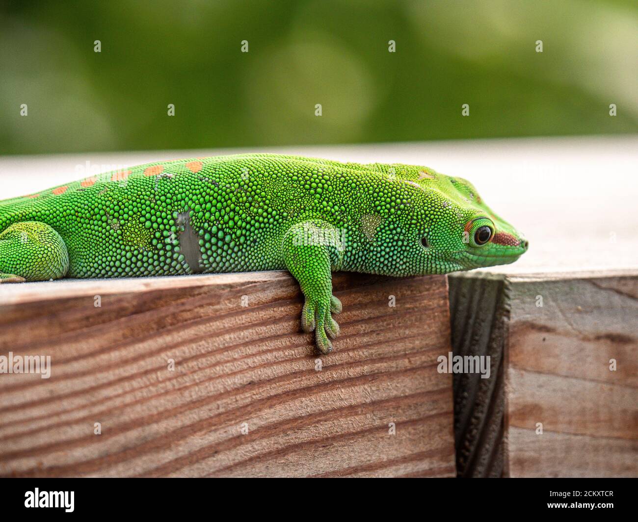 Gecko at Masoala Rainforest Zoo Zürich Stock Photo - Alamy