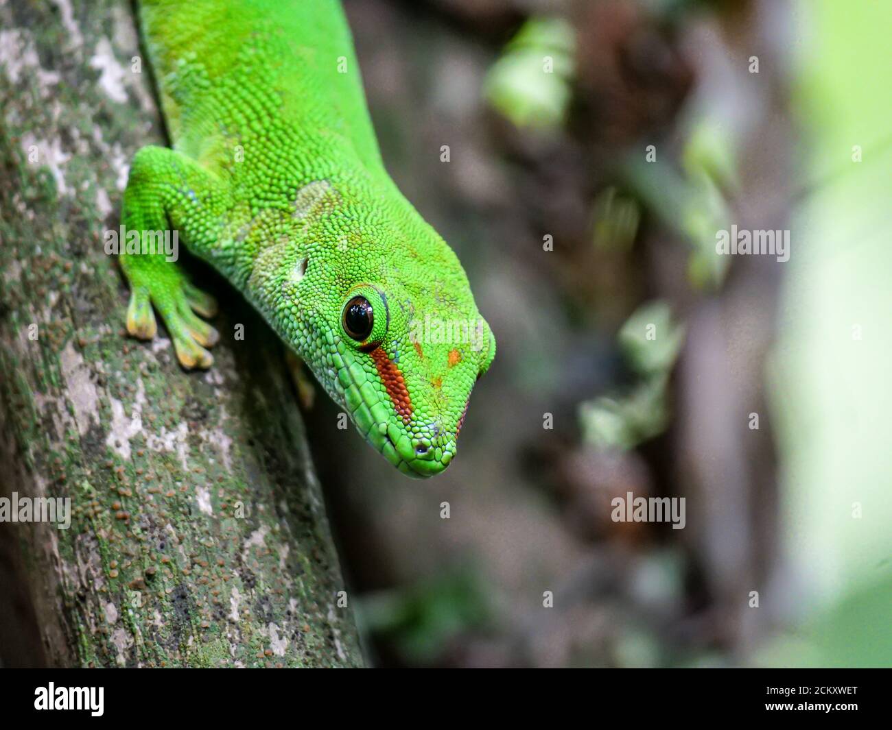Gecko at Masoala Rainforest Zoo Zürich Stock Photo - Alamy