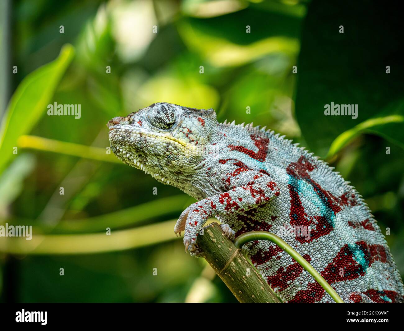 Chameleon hanging in a tree at masoala rainforest Stock Photo - Alamy