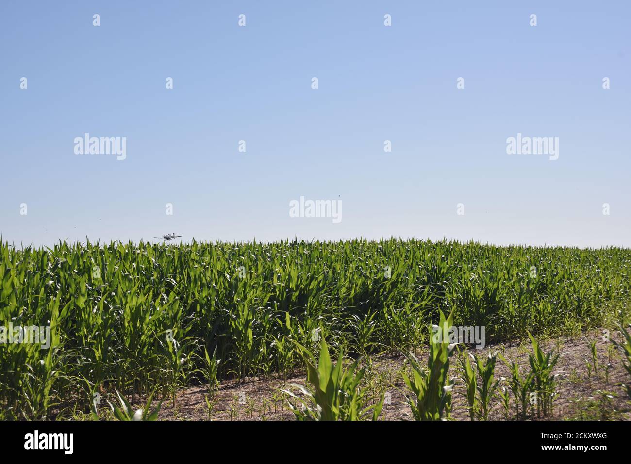 Buckeye, AZ., U.S.A. 5/20/2020. Buckeye crop duster N9119B over corn ...