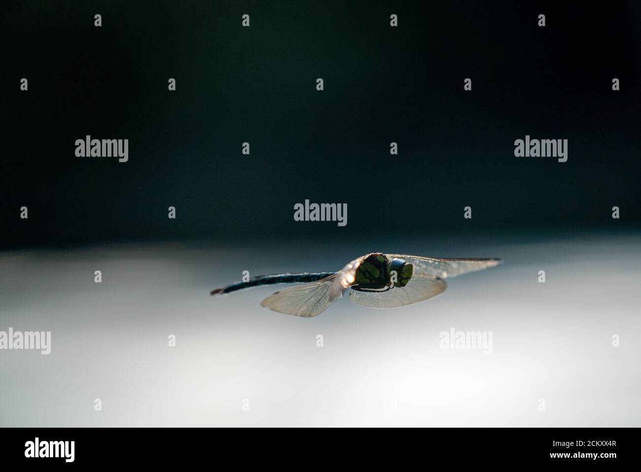 Southern hawker (Aeshna cyanea) in flight Stock Photo - Alamy