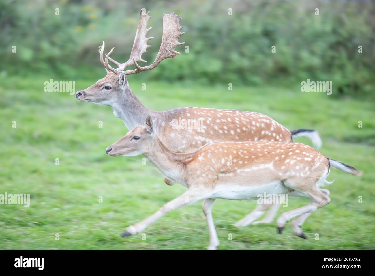 Running male and female fallow deer in the wild Stock Photo - Alamy