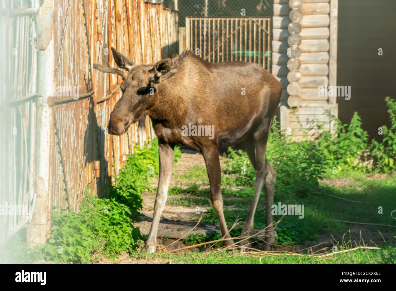 Moose closeup at the zoo Stock Photo - Alamy