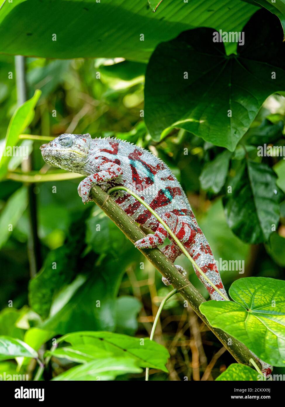 Chameleon hanging in a tree at masoala rainforest Stock Photo - Alamy