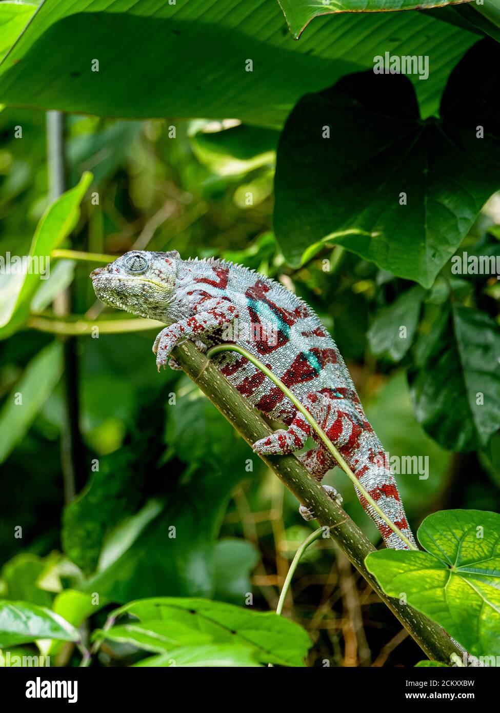 Chameleon hanging in a tree at masoala rainforest Stock Photo - Alamy