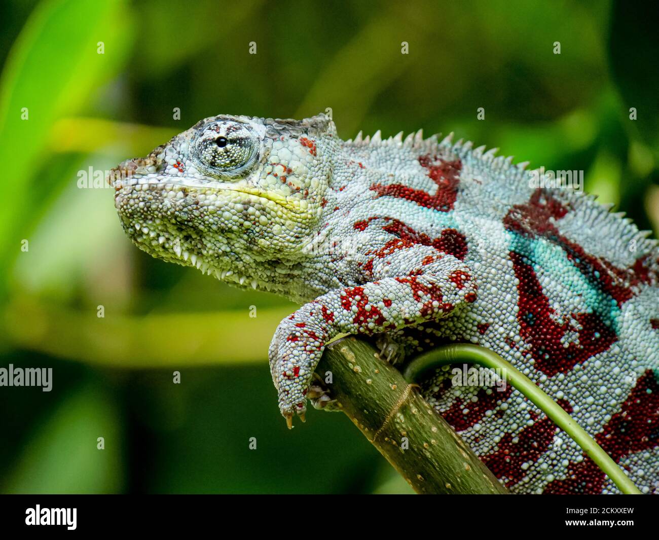 Chameleon hanging in a tree at masoala rainforest Stock Photo - Alamy