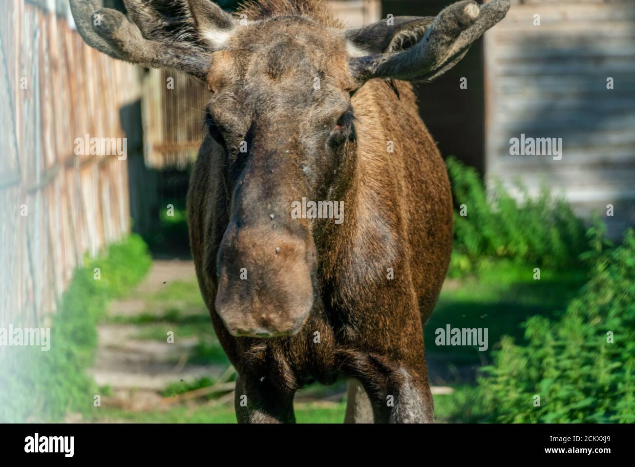 Moose closeup at the zoo Stock Photo - Alamy