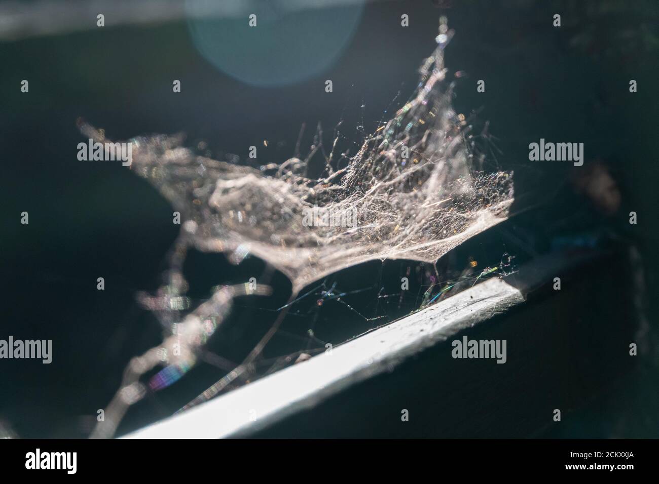 Close - up of cobwebs, cobwebs with sunlight background Stock Photo - Alamy