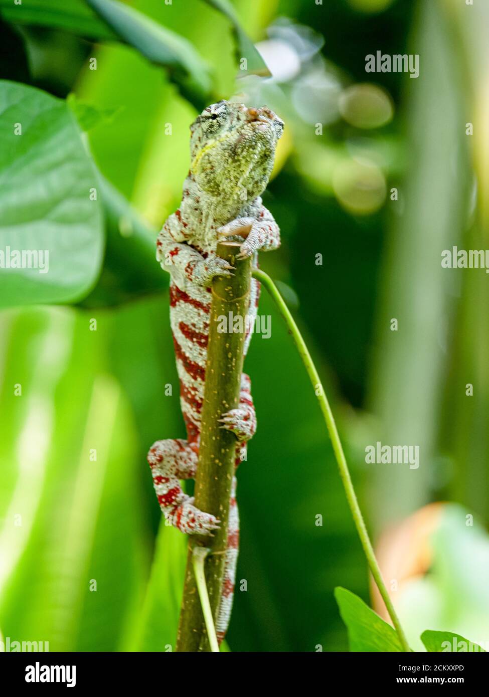 Chameleon hanging in a tree at masoala rainforest Stock Photo - Alamy