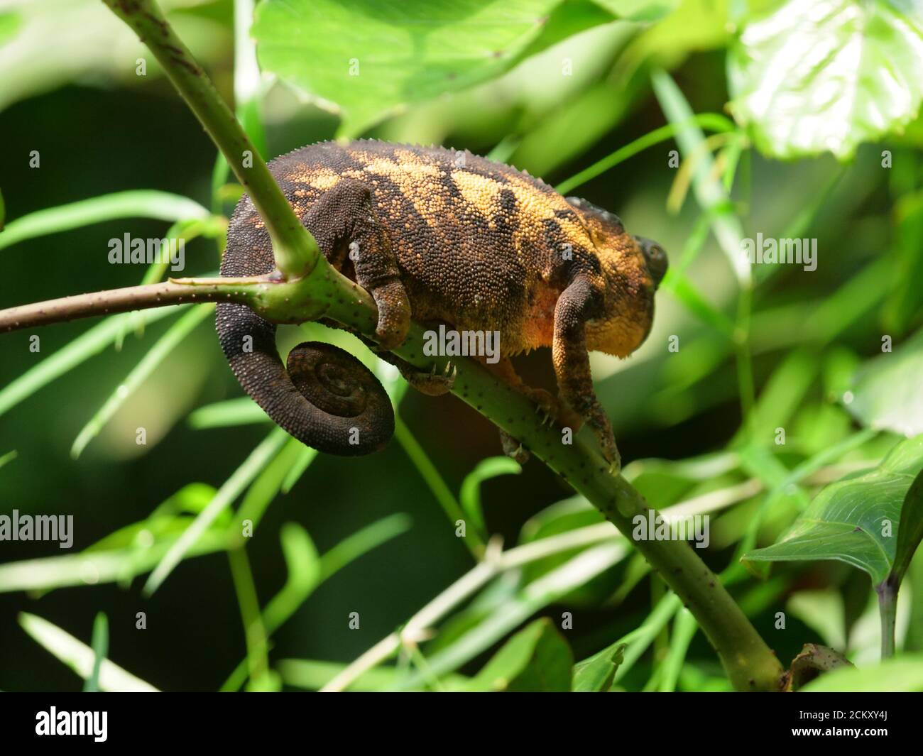 Chameleon hanging in a tree at masoala rainforest Stock Photo - Alamy