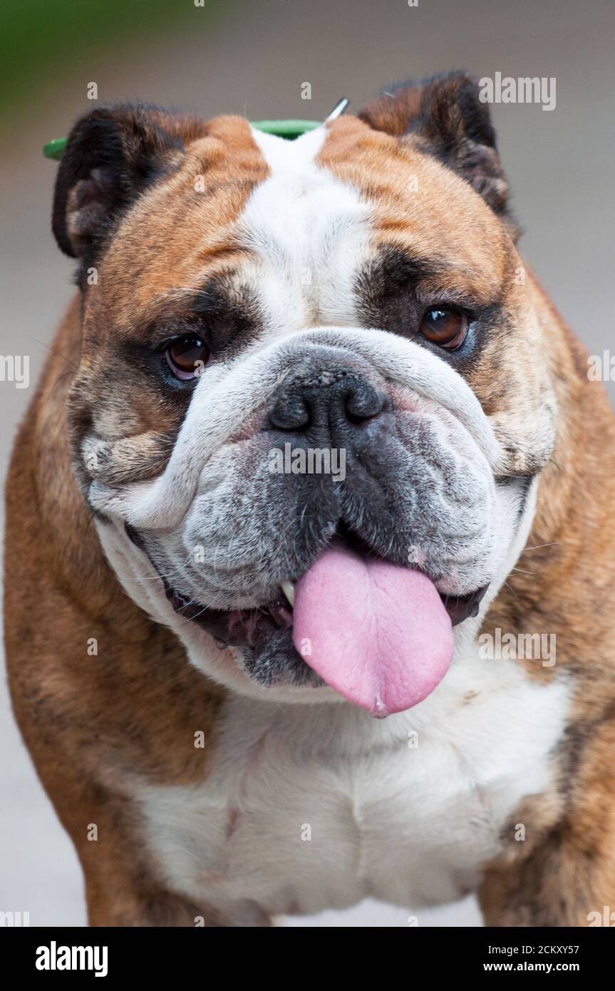 English Bulldog or British Bulldog dog close up Stock Photo - Alamy