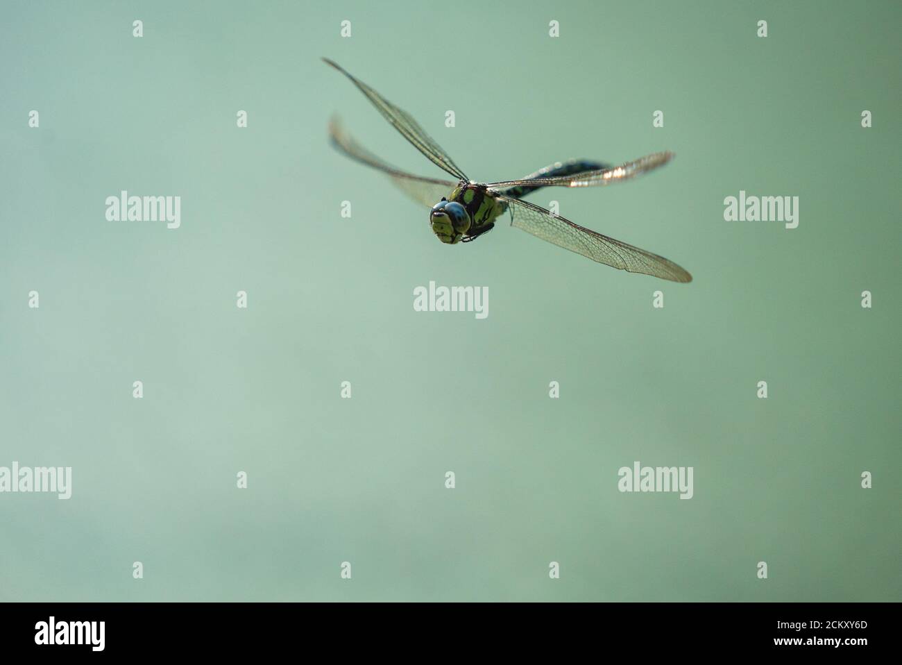 Southern hawker (Aeshna cyanea) in flight Stock Photo - Alamy