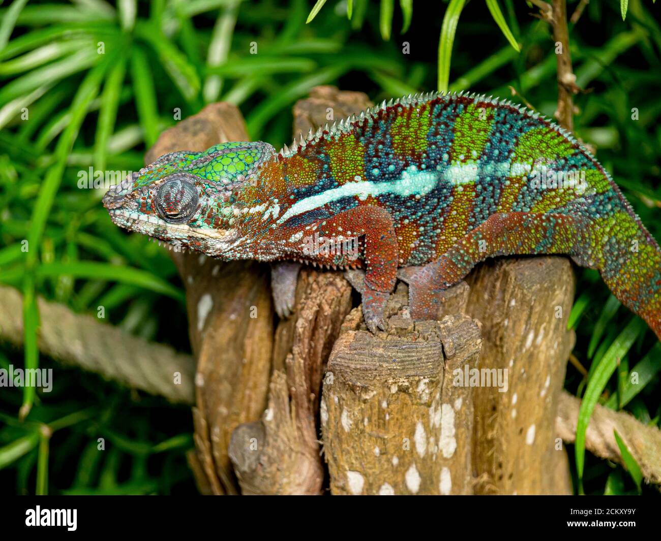 Chameleon hanging in a tree at masoala rainforest Stock Photo - Alamy