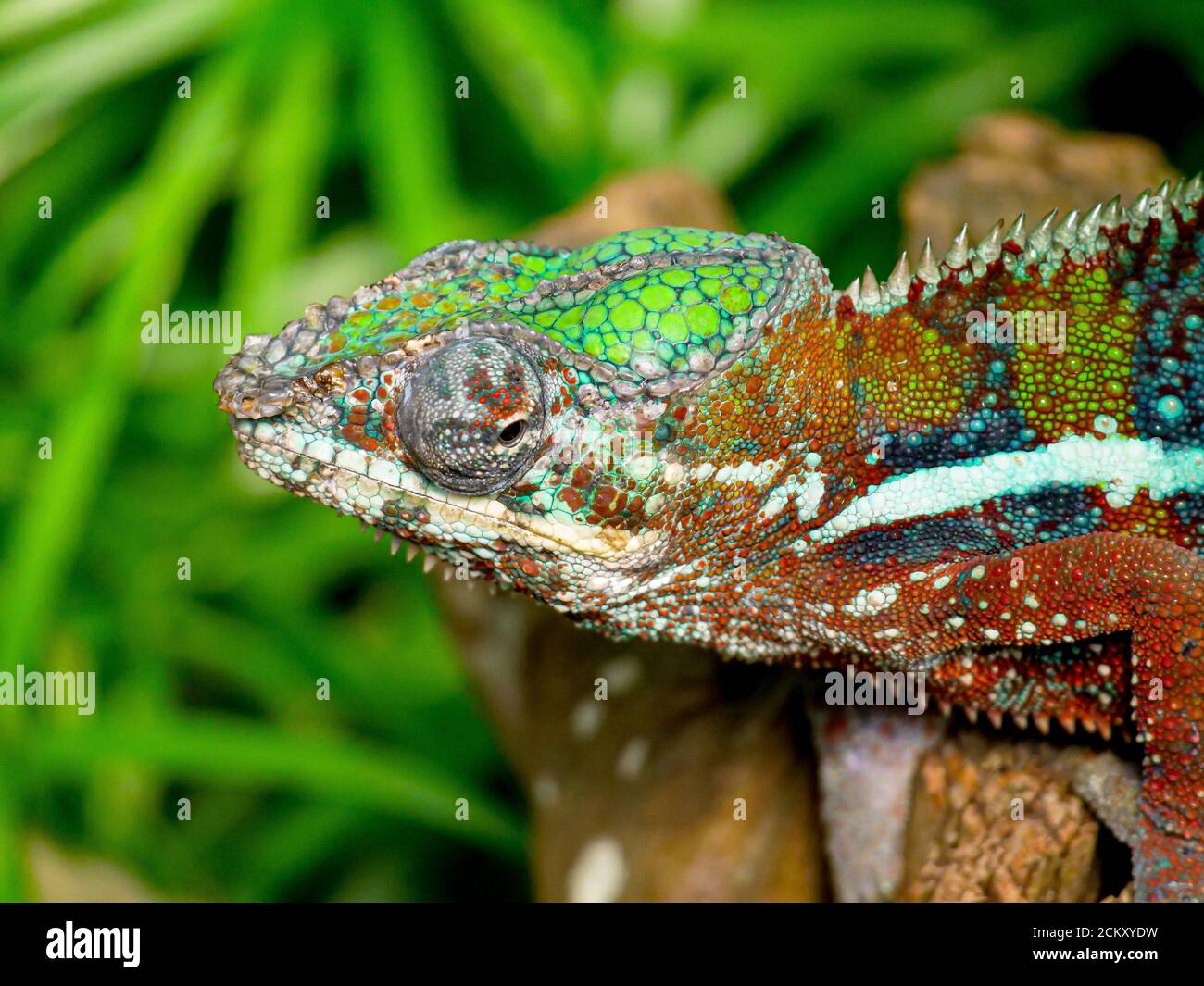 Chameleon hanging in a tree at masoala rainforest Stock Photo - Alamy