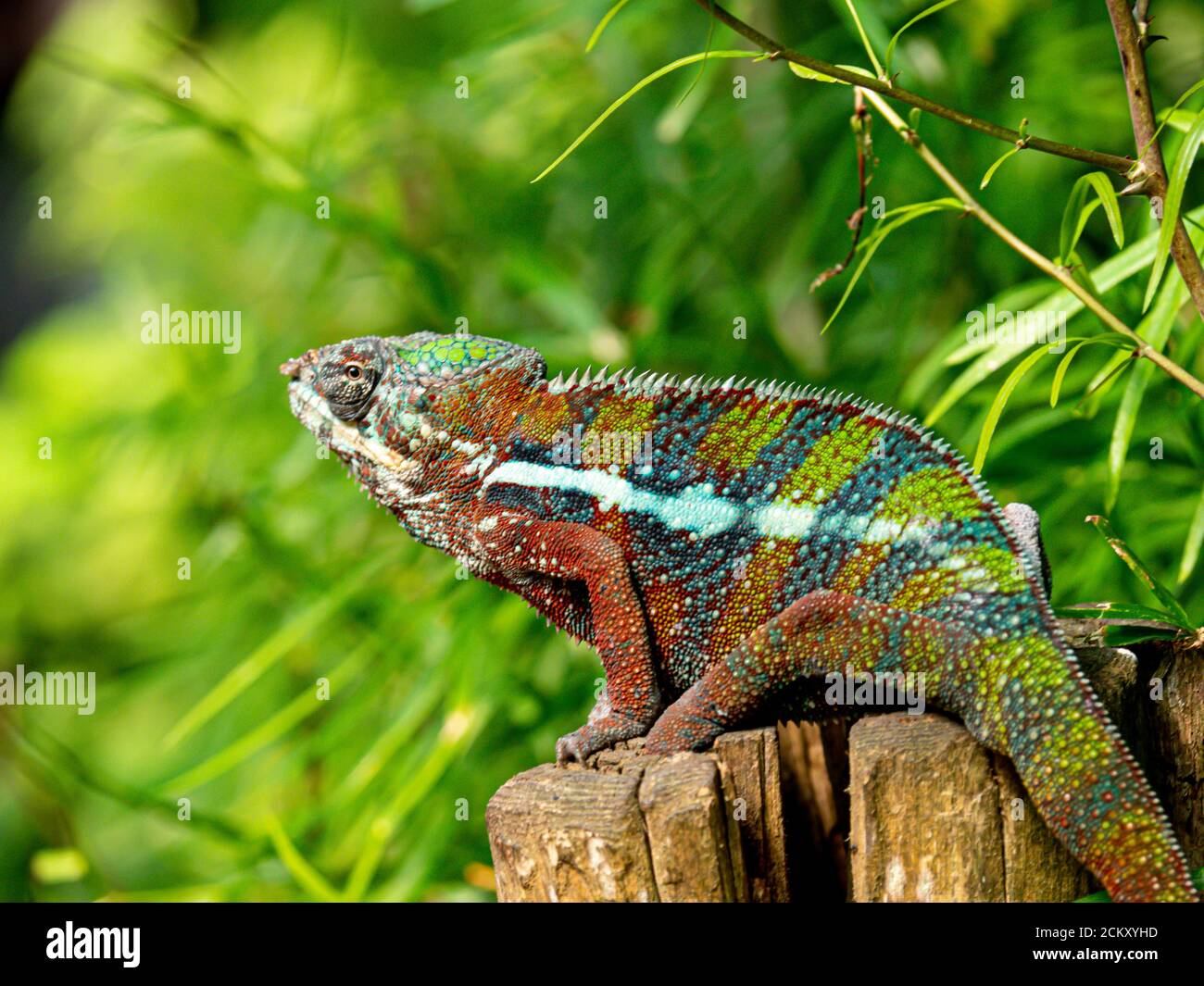 Chameleon hanging in a tree at masoala rainforest Stock Photo - Alamy