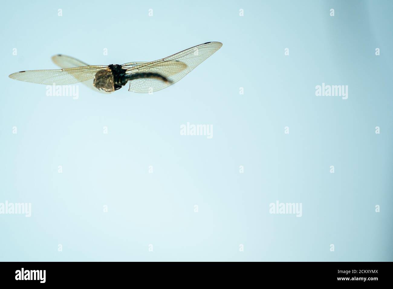 Southern hawker (Aeshna cyanea) in flight Stock Photo - Alamy