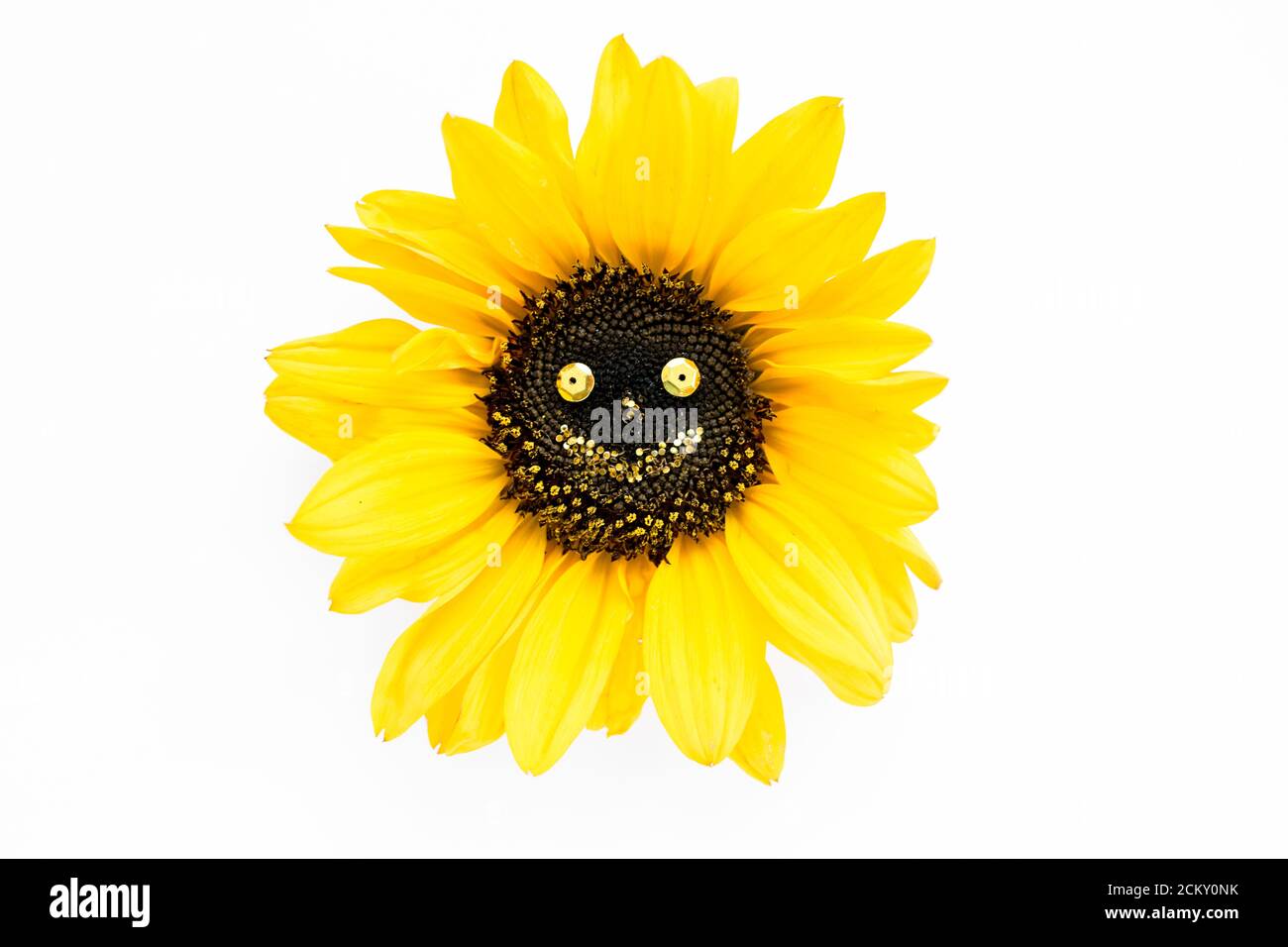Smile of yellow sunflower on a white background. The floral pattern ...