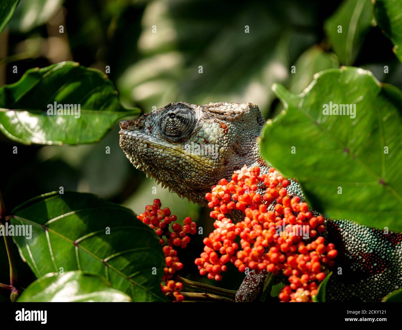 Chameleon hanging in a tree at masoala rainforest Stock Photo - Alamy
