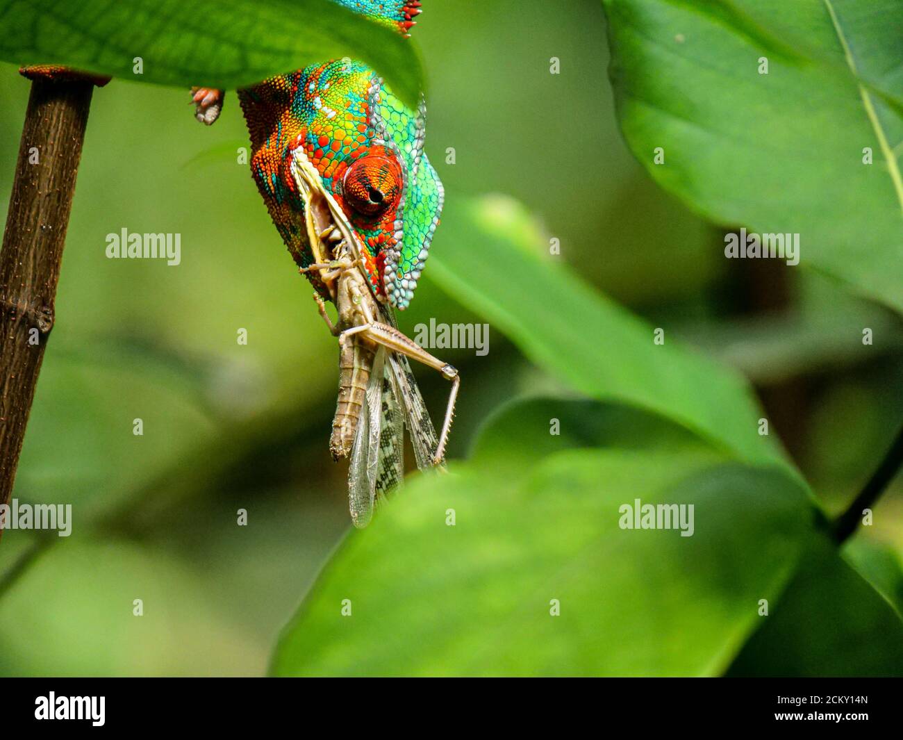 Chameleon hanging in a tree at masoala rainforest Stock Photo - Alamy
