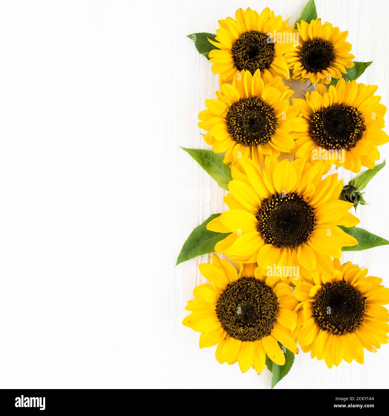 Beautiful with yellow sunflower on white background. Floral pattern ...