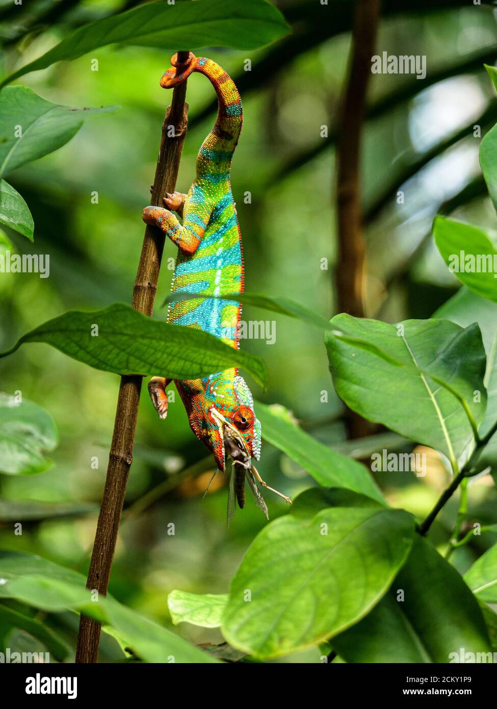 Chameleon hanging in a tree at masoala rainforest Stock Photo - Alamy