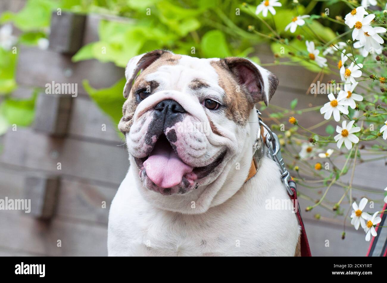 English Bulldog or British Bulldog dog close up Stock Photo - Alamy