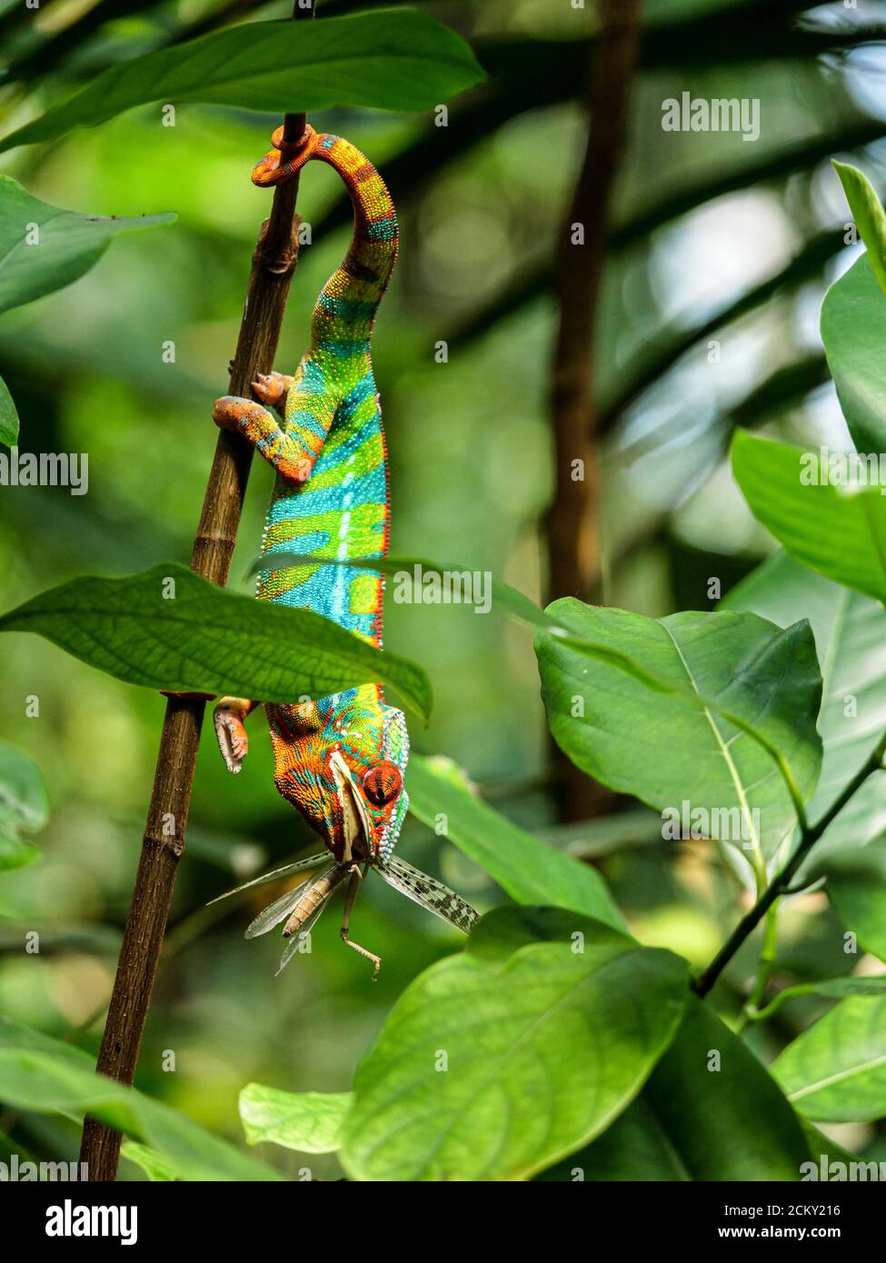 Chameleon hanging in a tree at masoala rainforest Stock Photo - Alamy