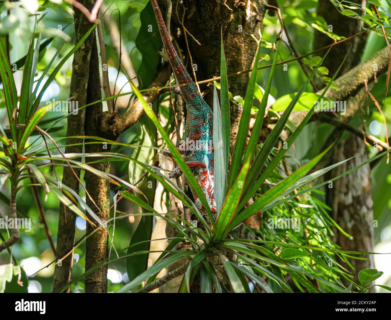 Chameleon hanging in a tree at masoala rainforest Stock Photo - Alamy