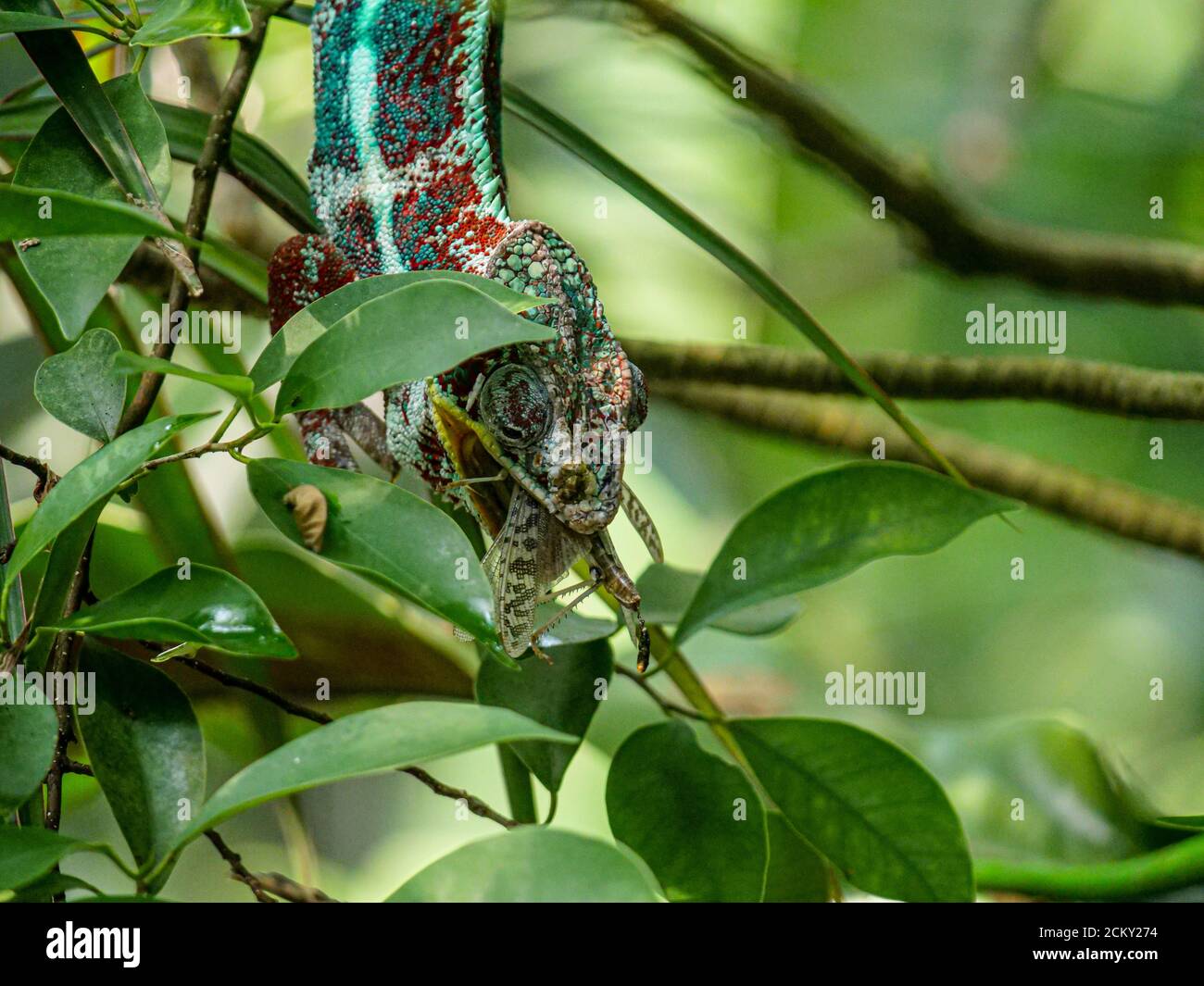 Chameleon hanging in a tree at masoala rainforest Stock Photo - Alamy