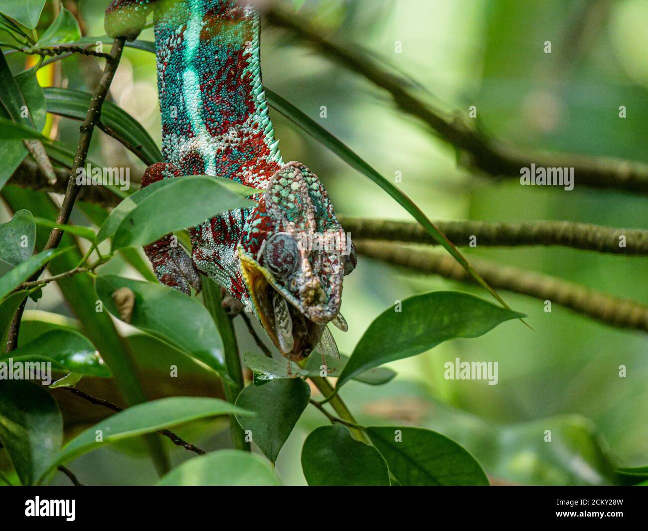 Chameleon hanging in a tree at masoala rainforest Stock Photo - Alamy